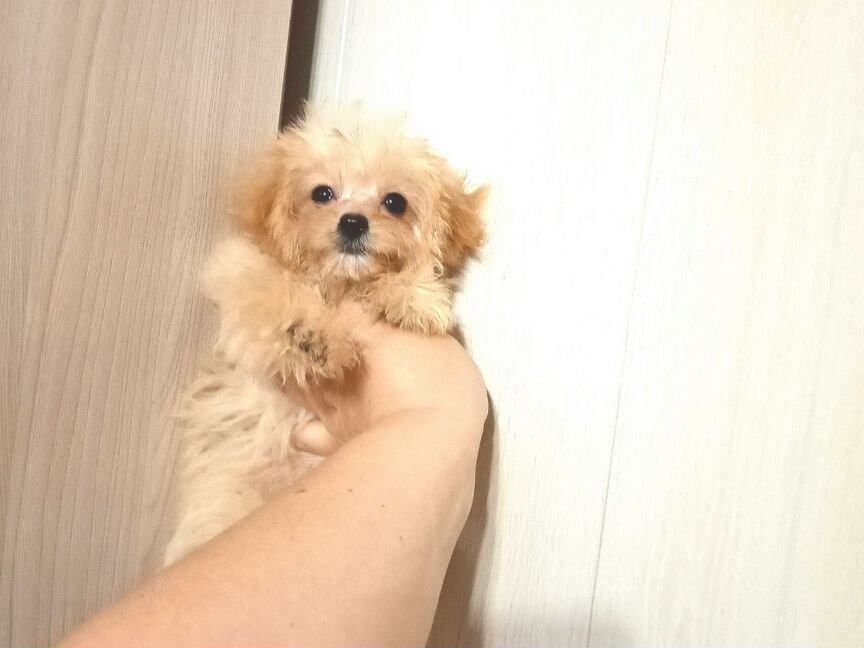 Мальтипу Ф1 микро девочка