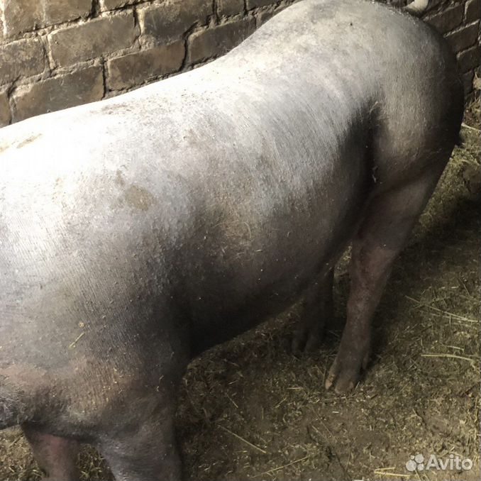 Хряк пьетрен