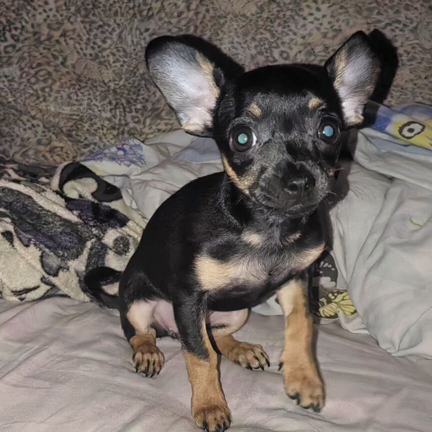 Английский той-терьер, щенок