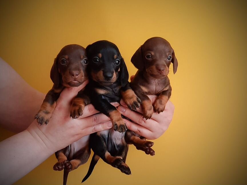 Щенки таксы,чёрные и шоколадные