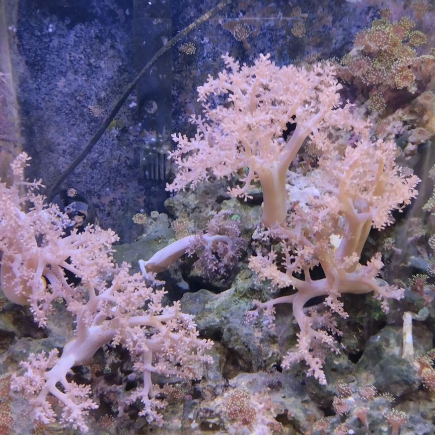 Морской аквариум