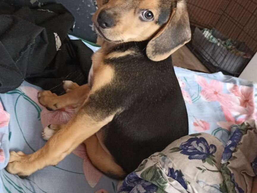 Метис бигля бесплатно