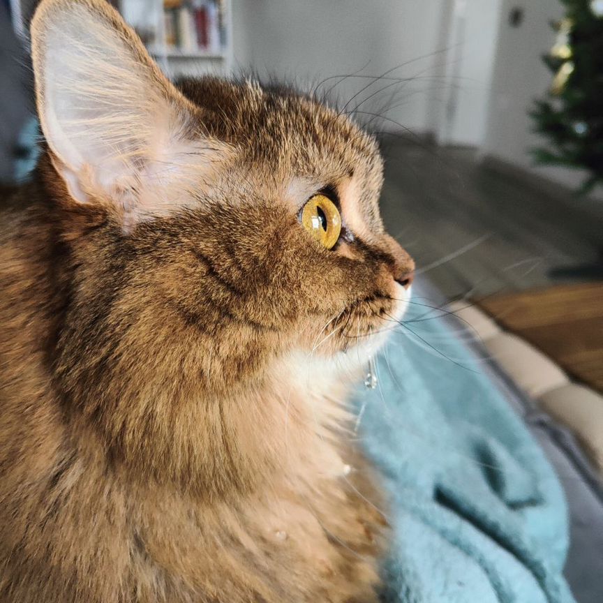 Кошка в хорошие руки