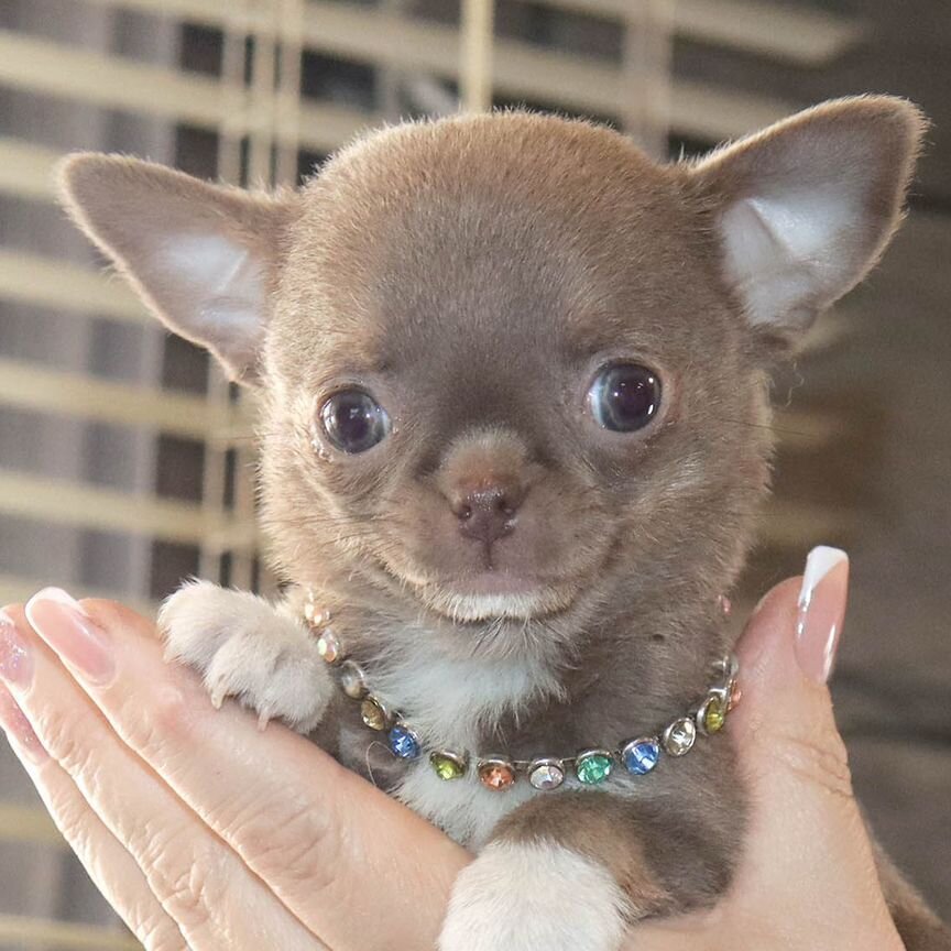 Чихуахуа, щенок