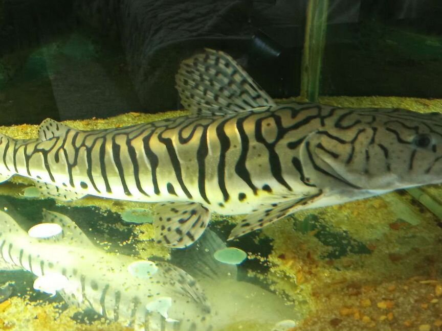 Псевдоплатистома тигровая