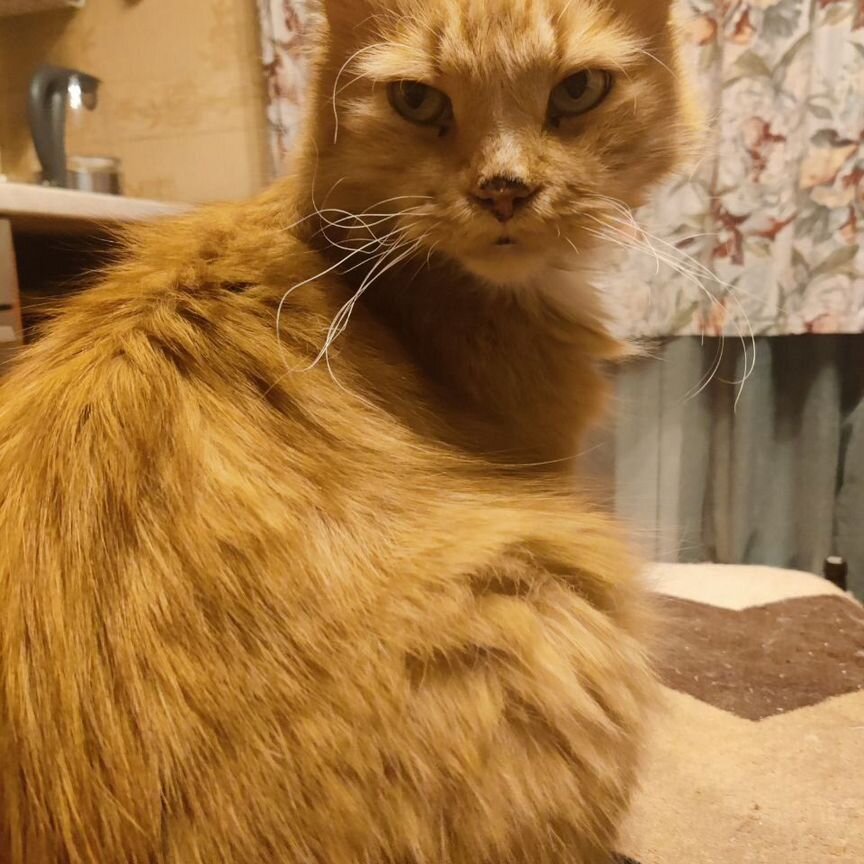 Кот Леопольд ищет дом