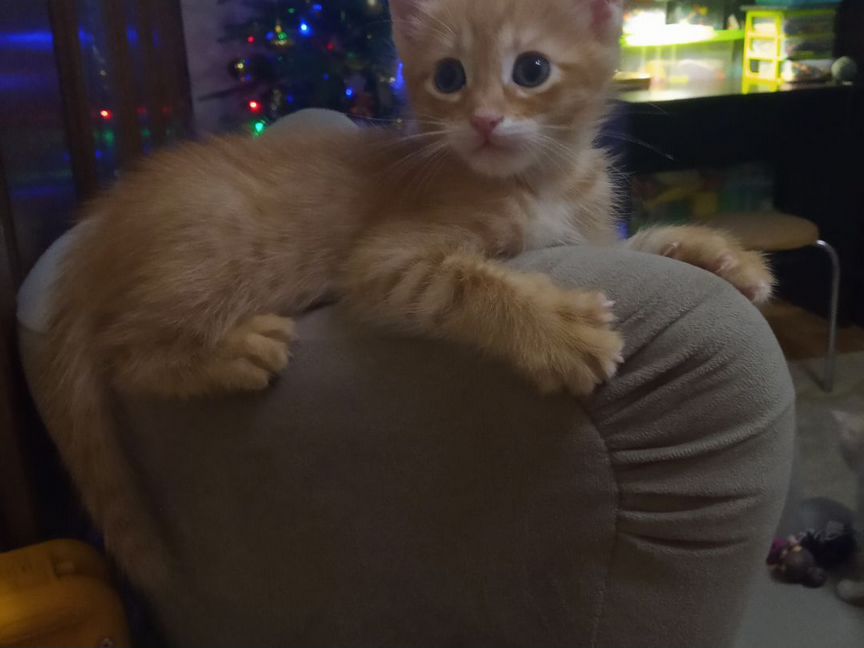 Котята от домашней кошки