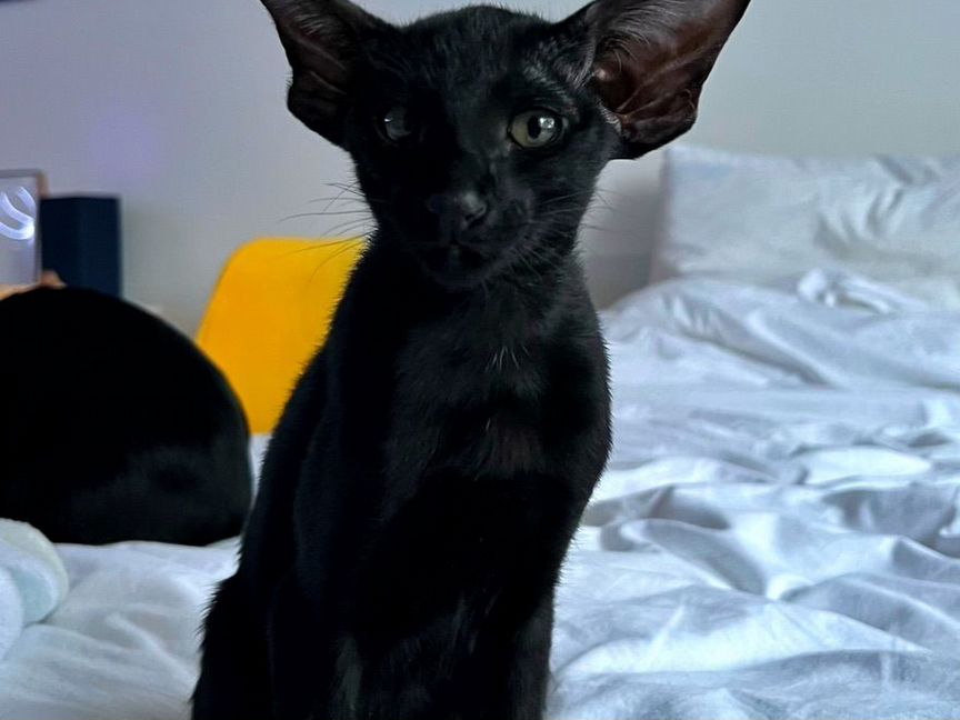 Ориентальные котята