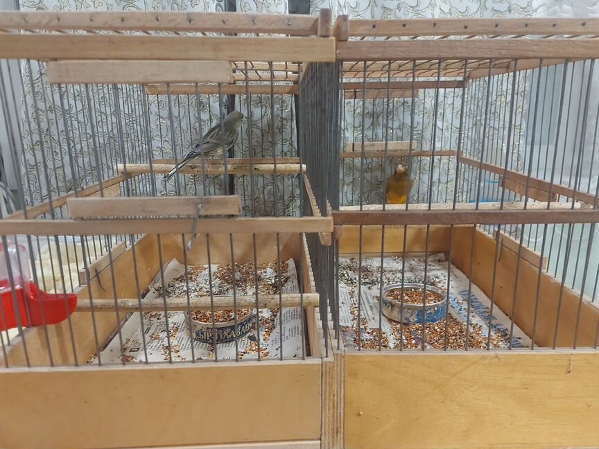 Кенарь и канарейка,молодые