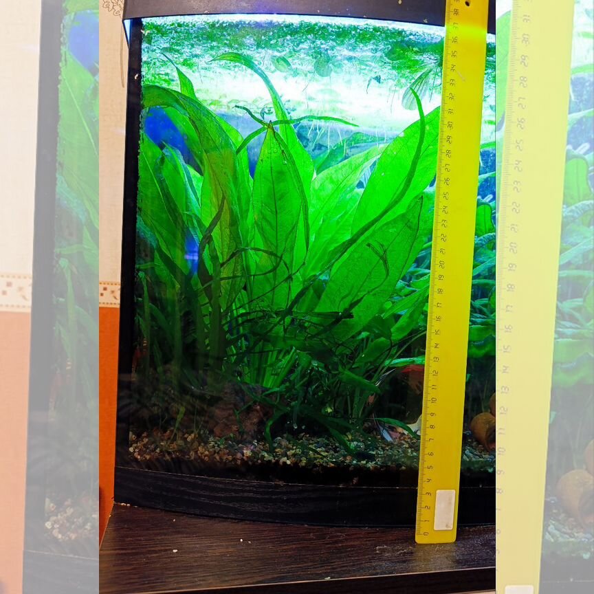 Эхинодорус