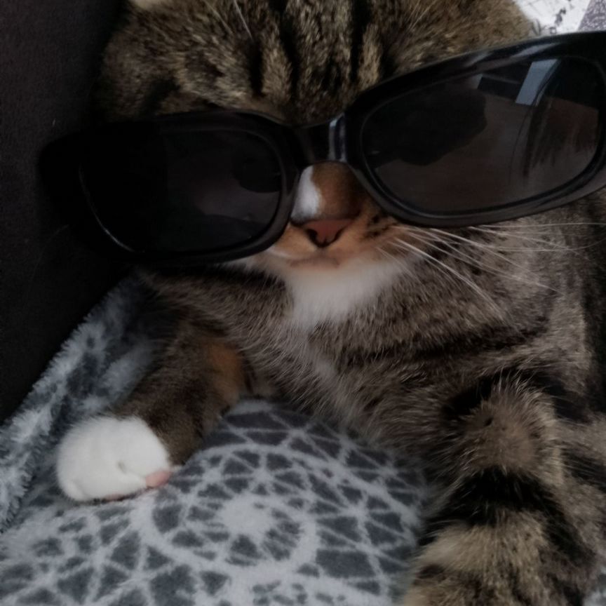 Кот бесплатно вязка