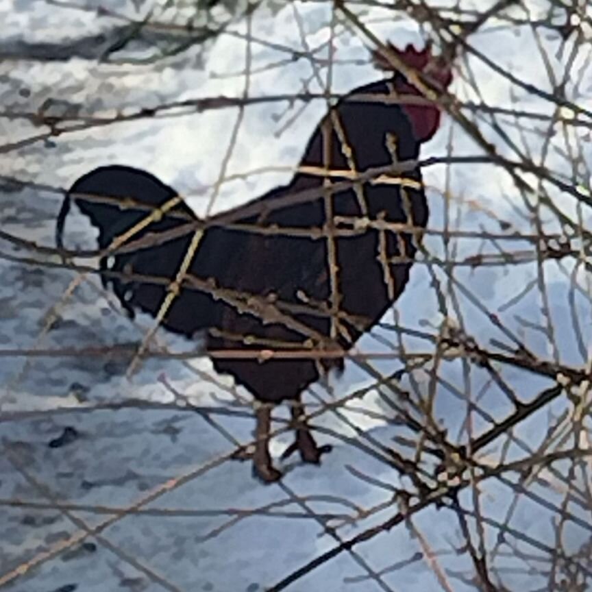 Петухи мододые