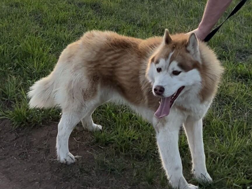 Сибирский хаски вязка