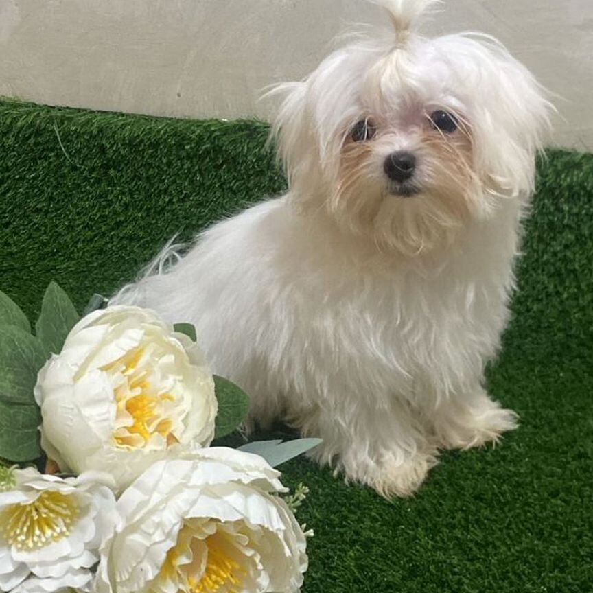 Мальтийская болонка, щенок