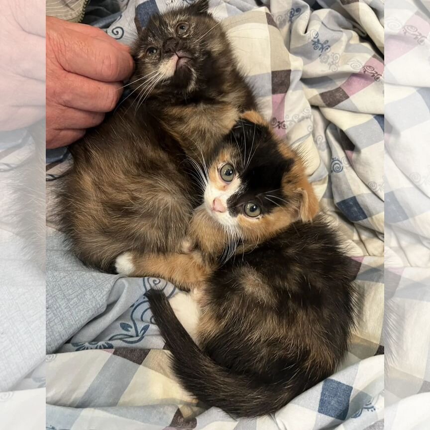 Шотландский вислоухий короткошёрстный котёнок