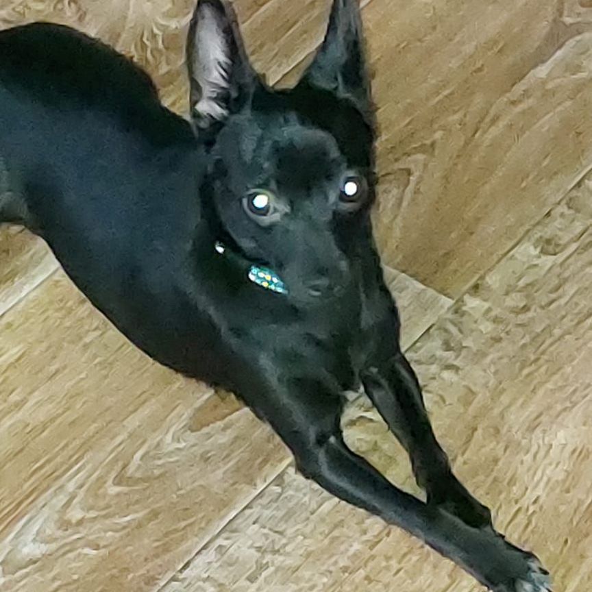 Вязка пинчера