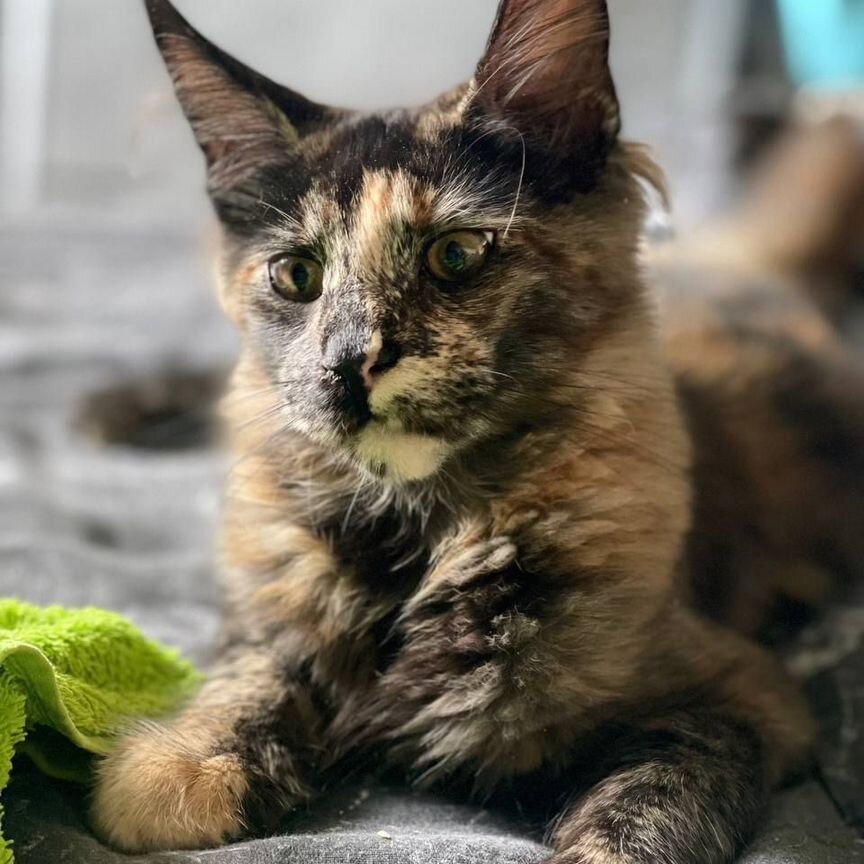 Мейн-кун Эсмеральда