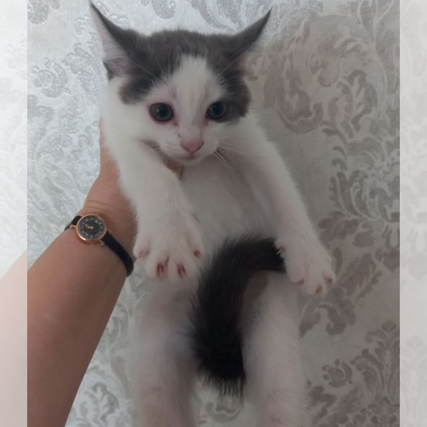 Милый котик