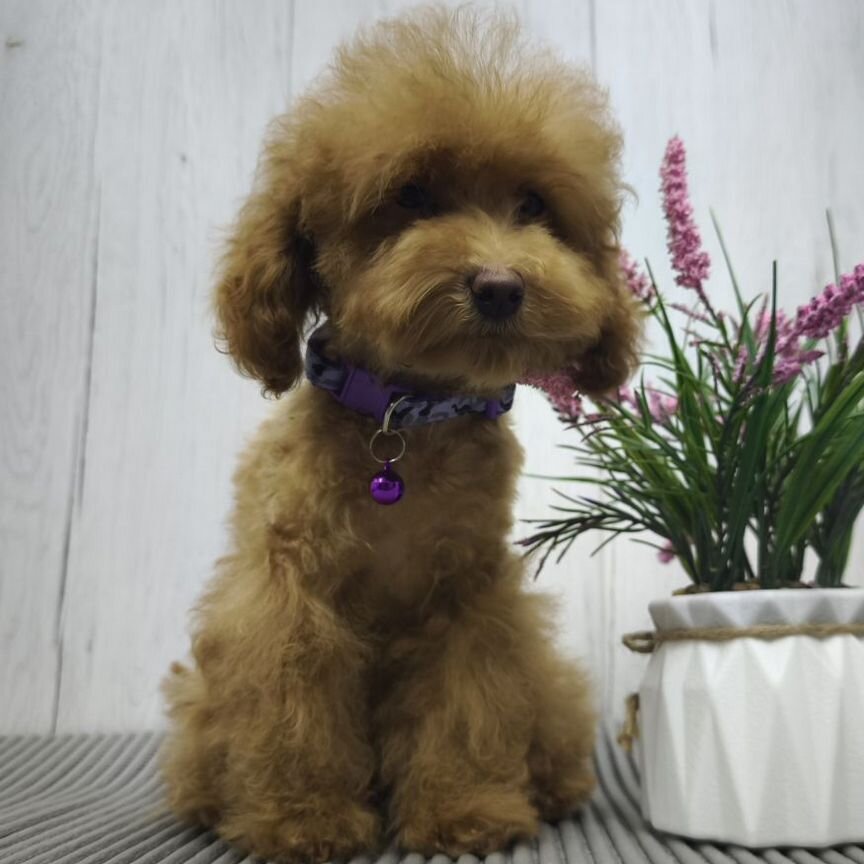 Той-пудель, щенок