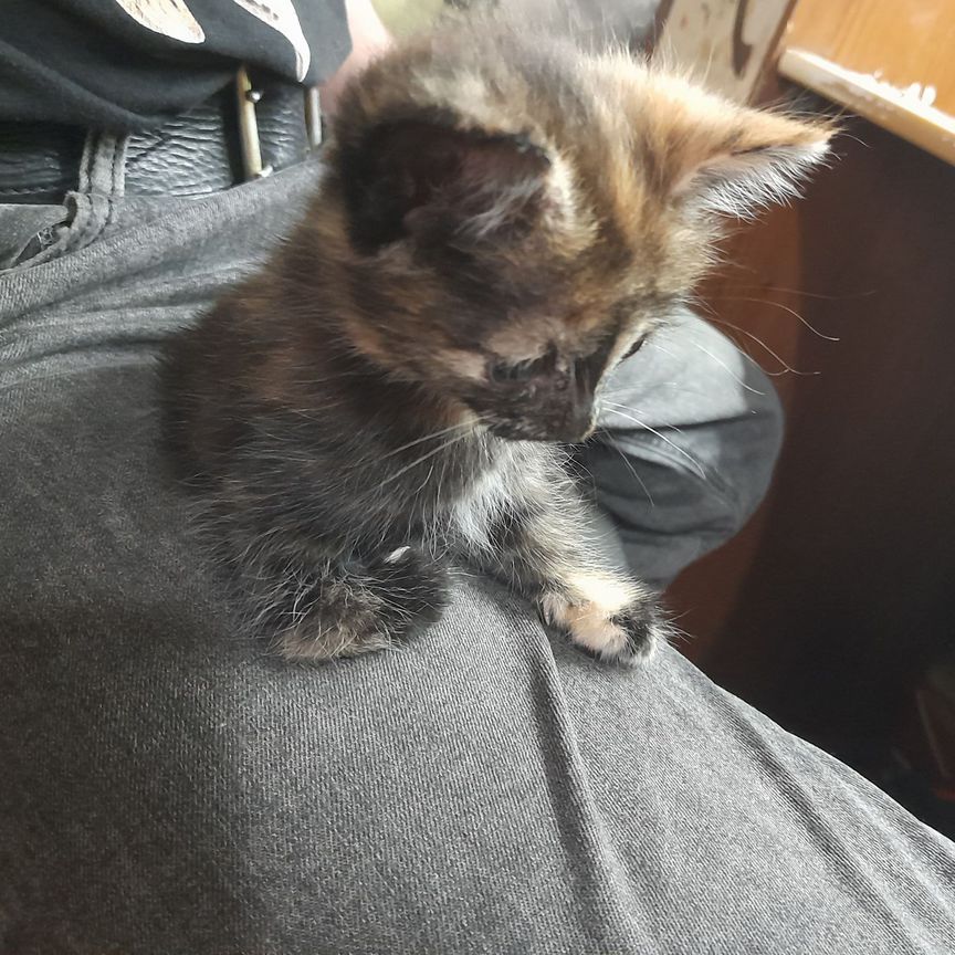 Котенок девочка в добрые руки