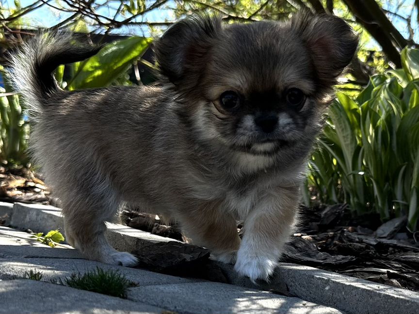 Щенки чихуахуа