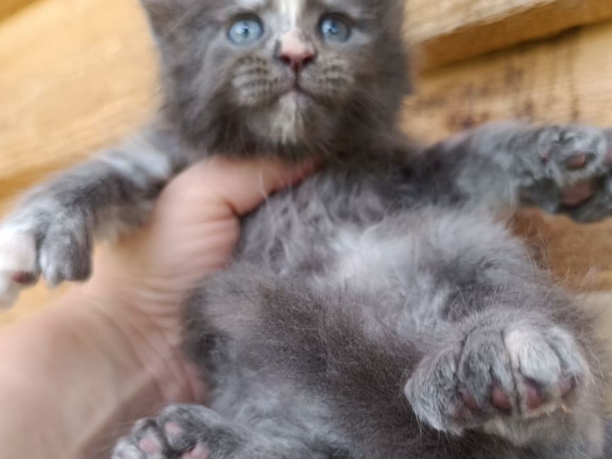 Мейн-кун голубокремовые полидакт девочки