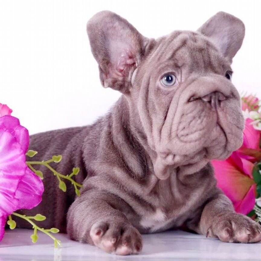 Французский бульдог Биг Роп