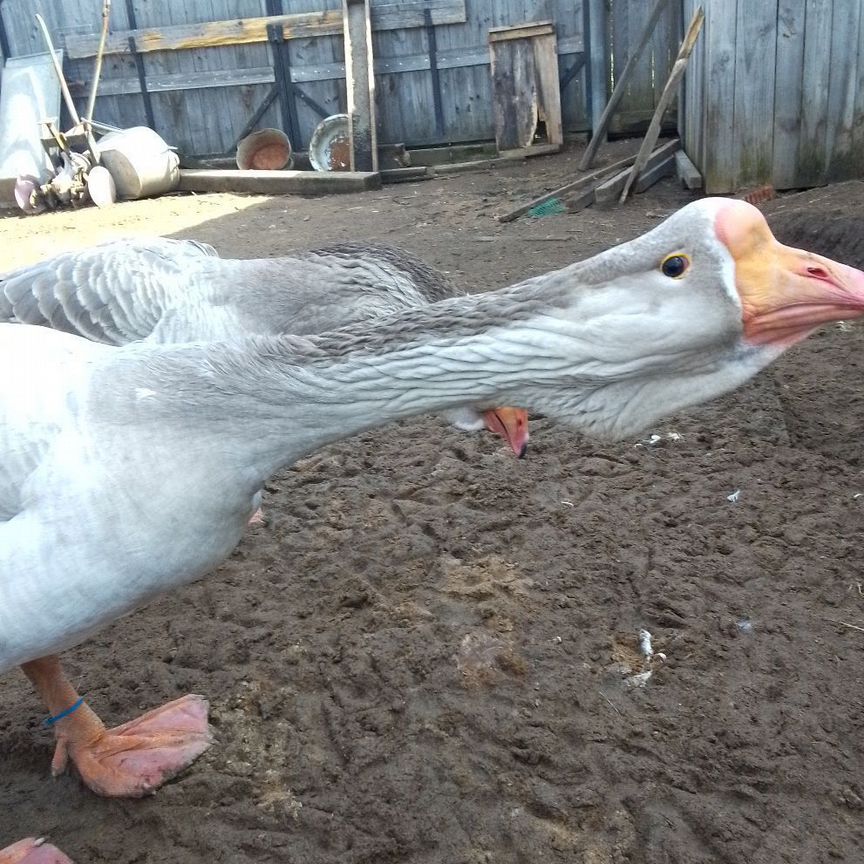 Гусь холмогорский гусак