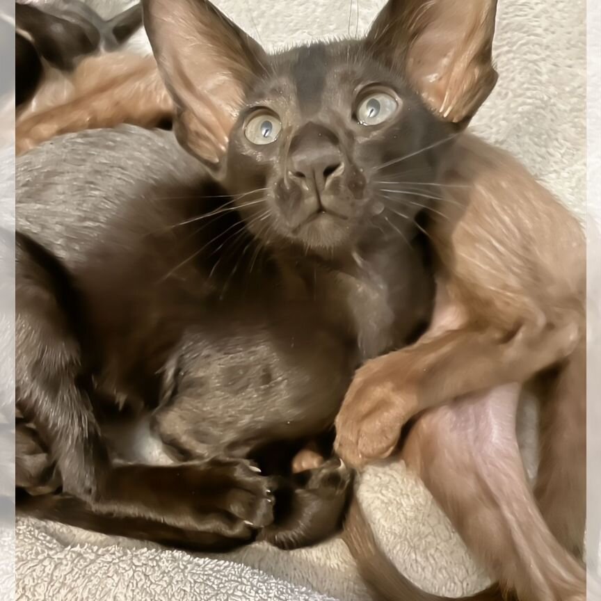 Ориентальный котёнок