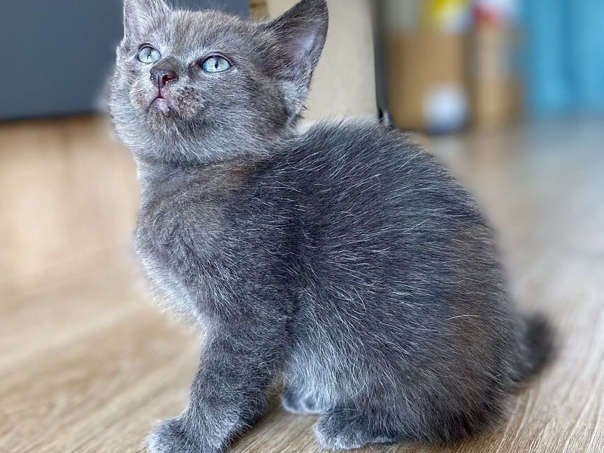 Котёнок в добрые руки