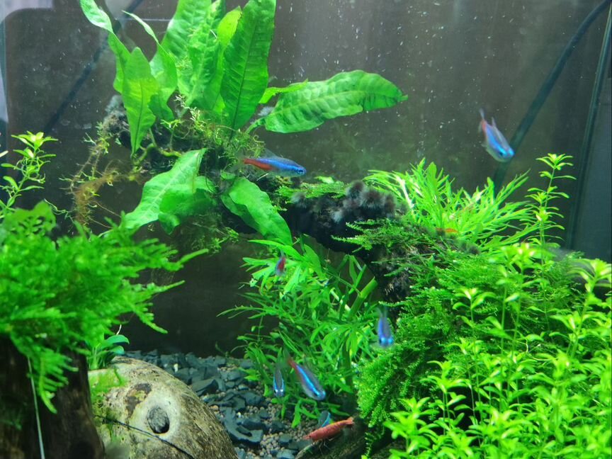 Прополка и др