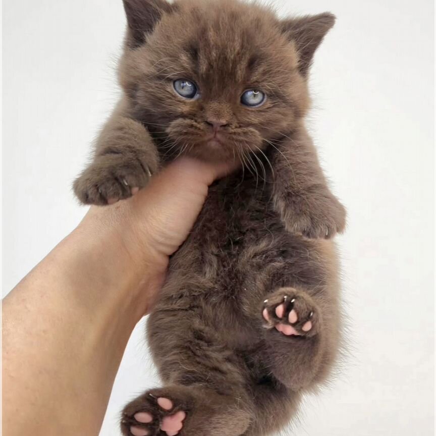 Британский короткошёрстный котёнок
