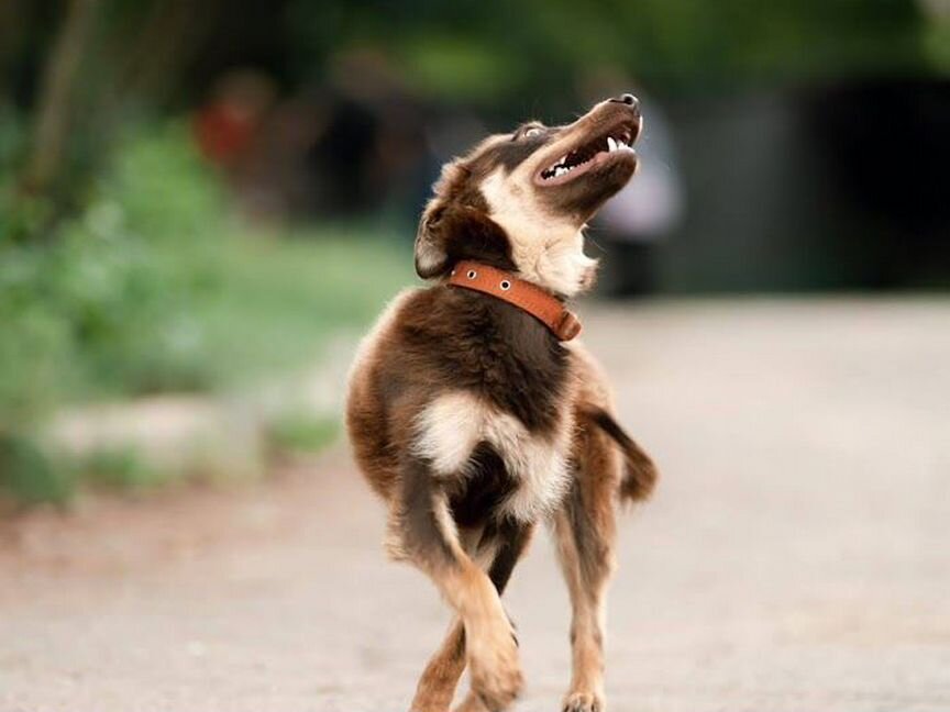 Озорной малыш Рэдди ищет друга