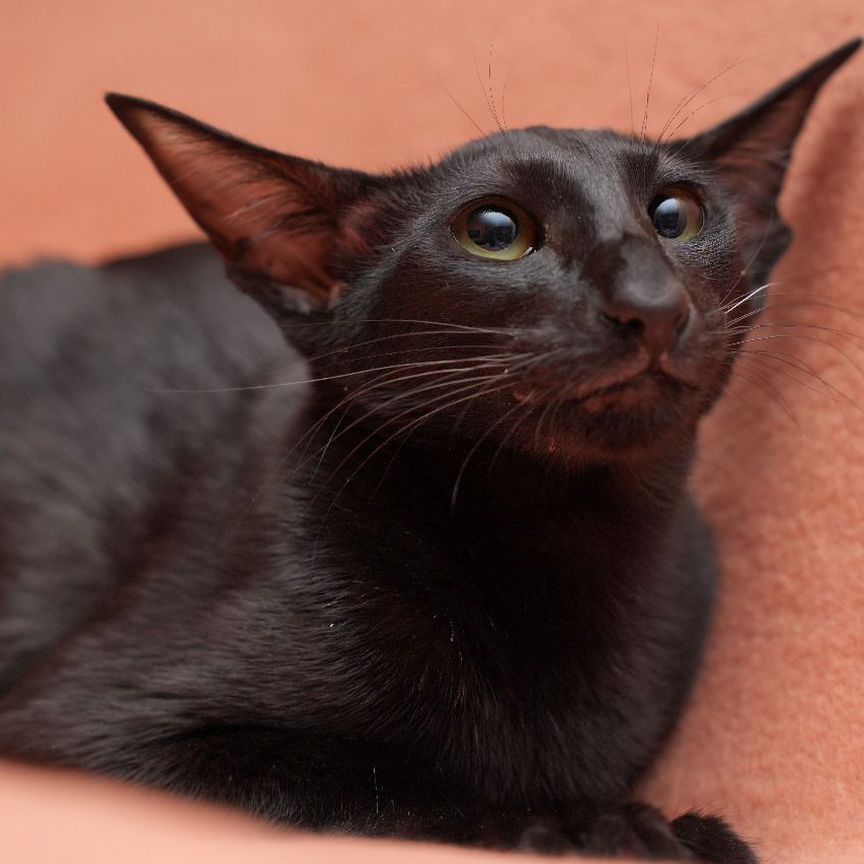 Красивая чёрная девочка