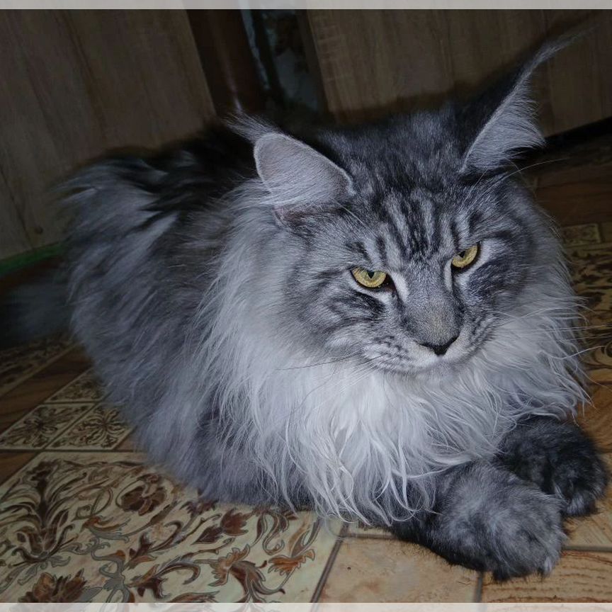 Мейн-кун, взрослый кот