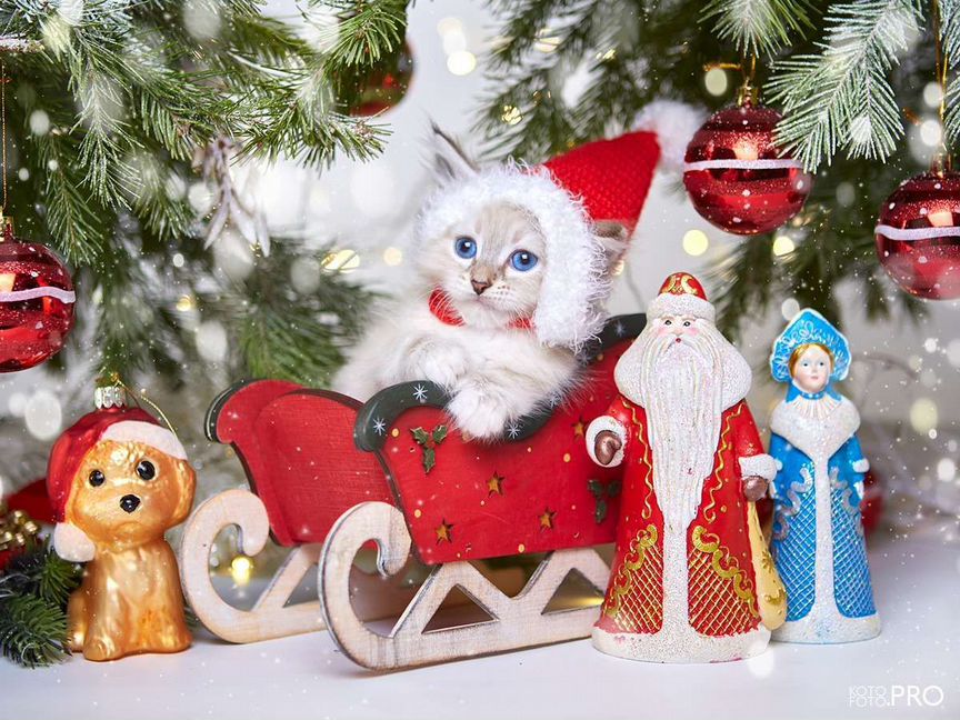 Замечательные котята