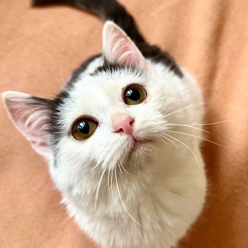 Котёнок в добрые руки