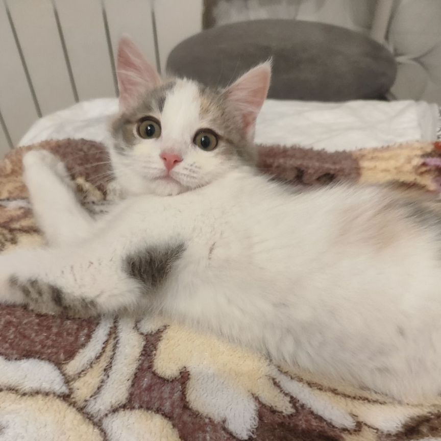 Котенок в добрые руки