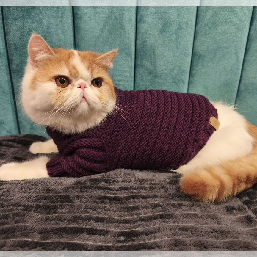 Свитер для кошек