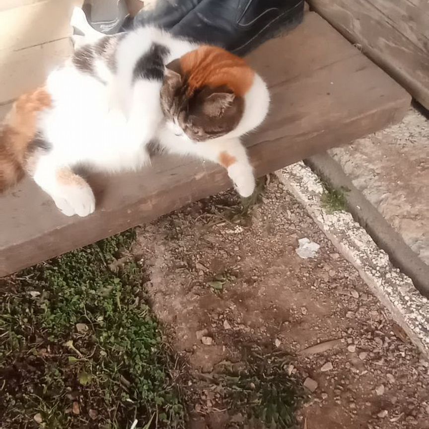 Шотландия красивая