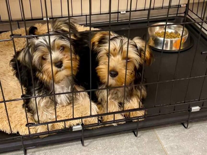 Йоркширский терьер щенки