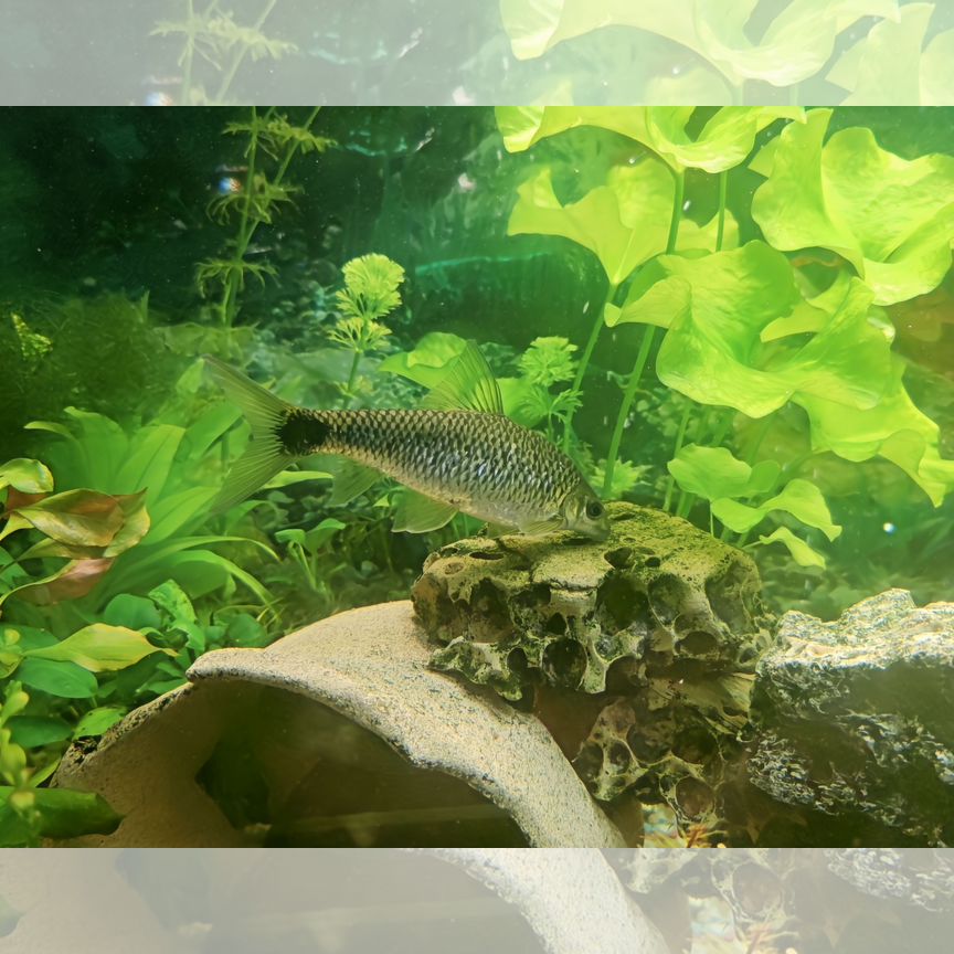 Сиамские бородоеды. Пара