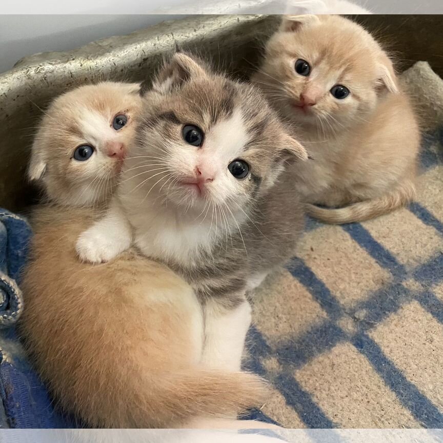 Шотландские котята