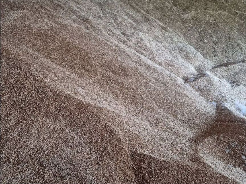 Семечко, Кормовая пшеница на корм