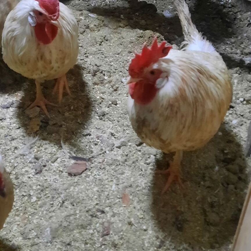 Продам молодых петухов