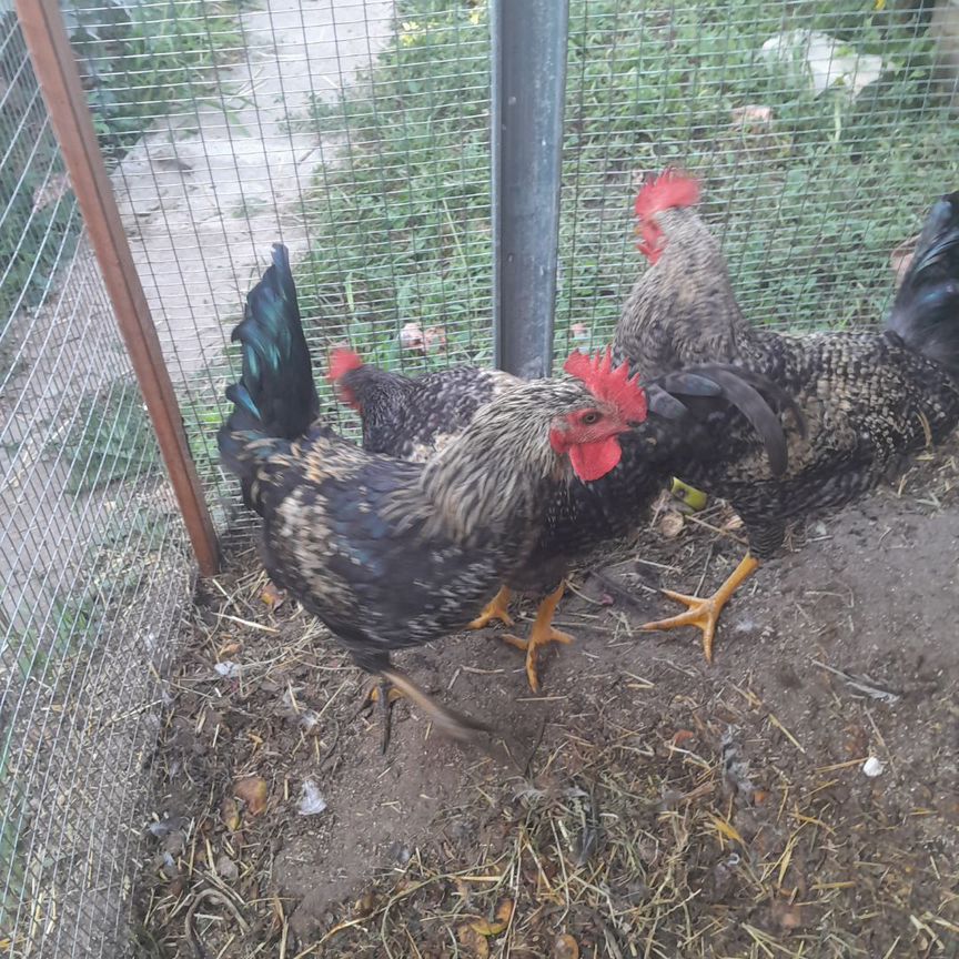 Молодые петухи