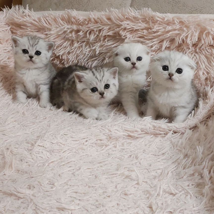 Шотландские котята, серебристой шиншиллы