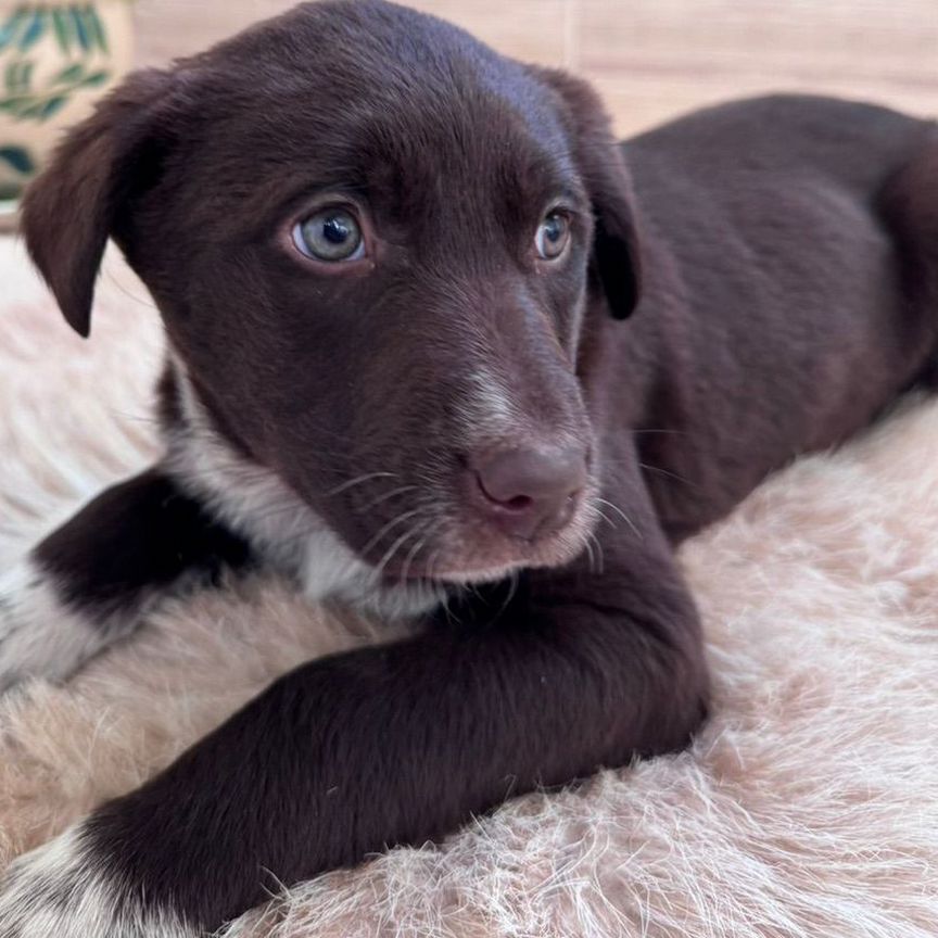 Щенок девочка в добрые руки