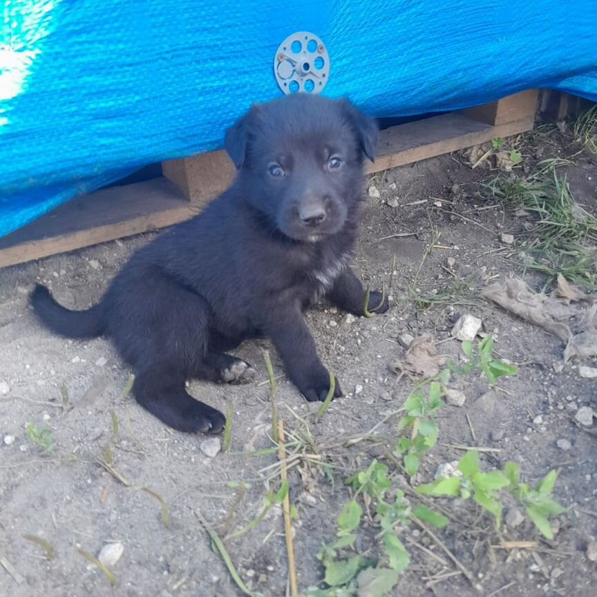 Помогите пожалуйста найти дом щенкам