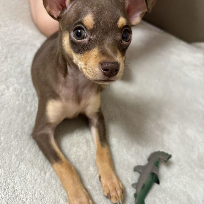 Мини той-терьер щенки